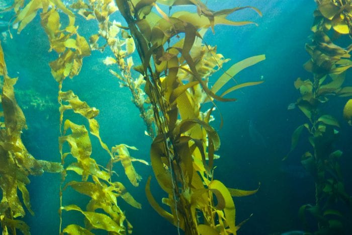 KELP - Superfood from the Sea | NewLife™ | Natural Health Foods ...